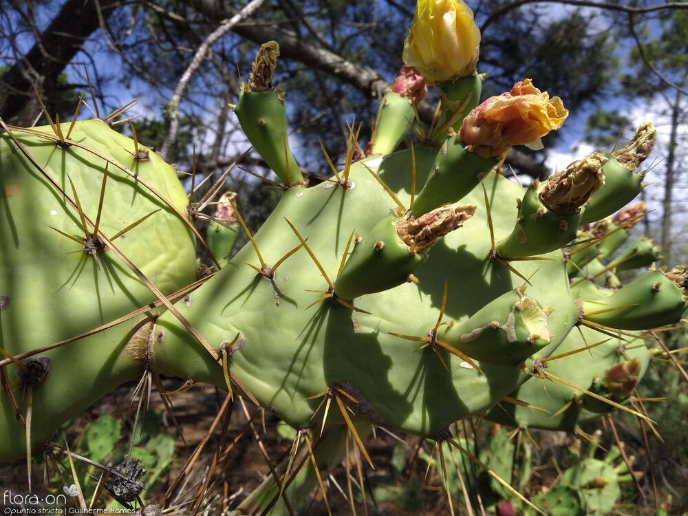 Ordem Caryophyllales | Flora-On Portugal Continental