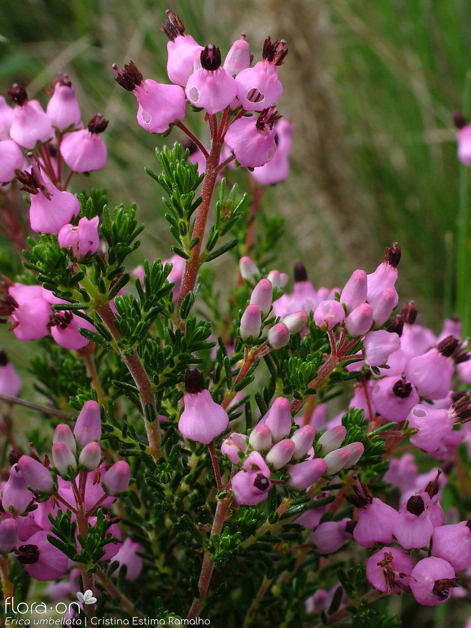 Erica Umbellata Flora On Erica Umbellata Flora On