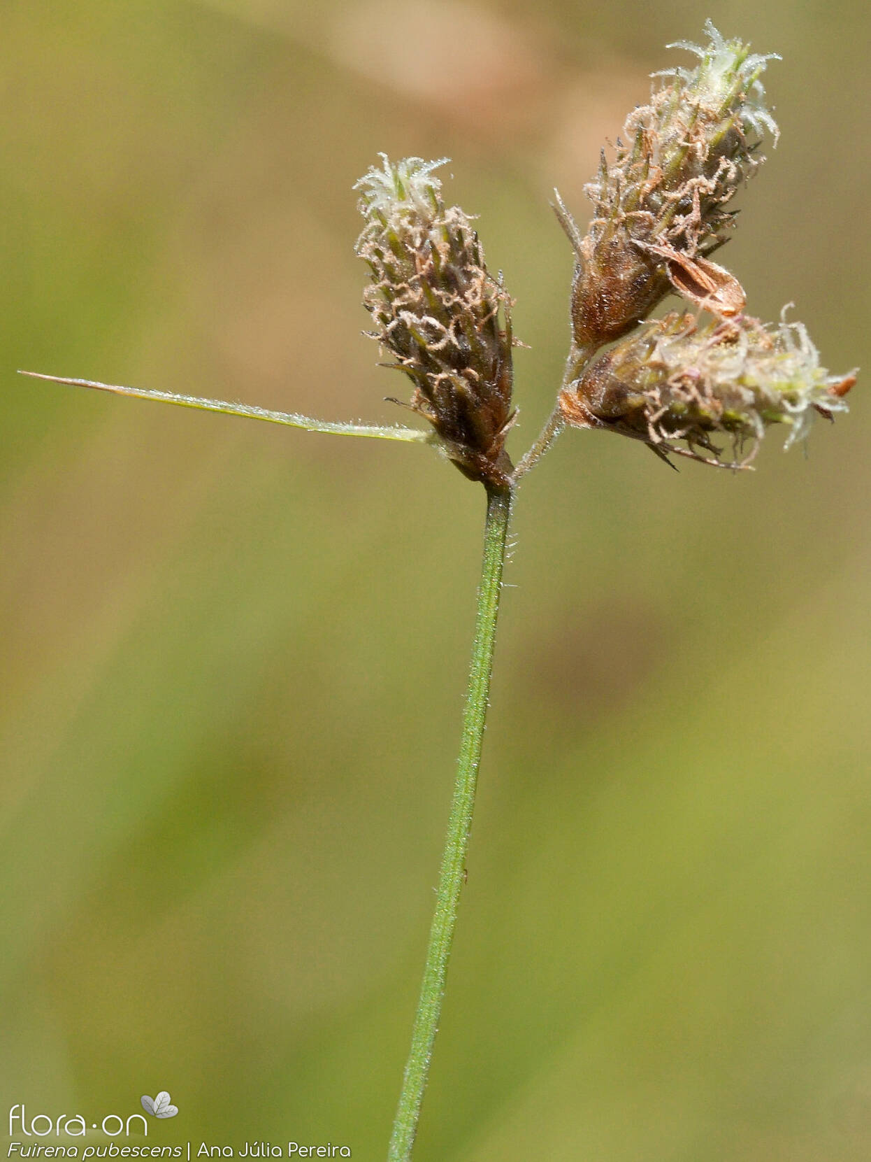 Família Cyperaceae | Flora-On