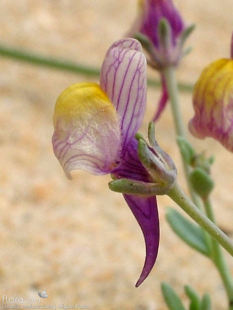 Género Linaria | Flora-On Portugal Continental